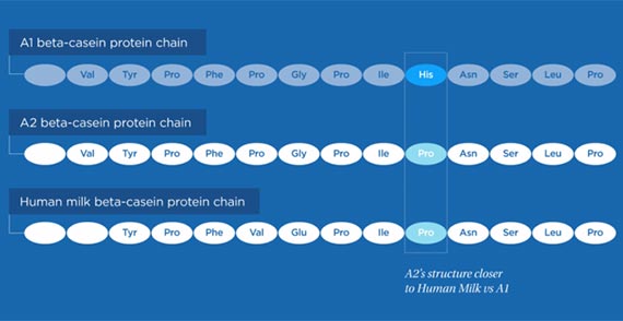 a2 Milk Reviews - Is it a Scam or Legit?